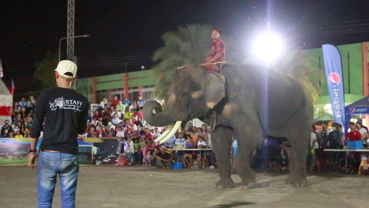Smart elephant show, elephant dart balloon ( งานช้าง 2019) - YouTube