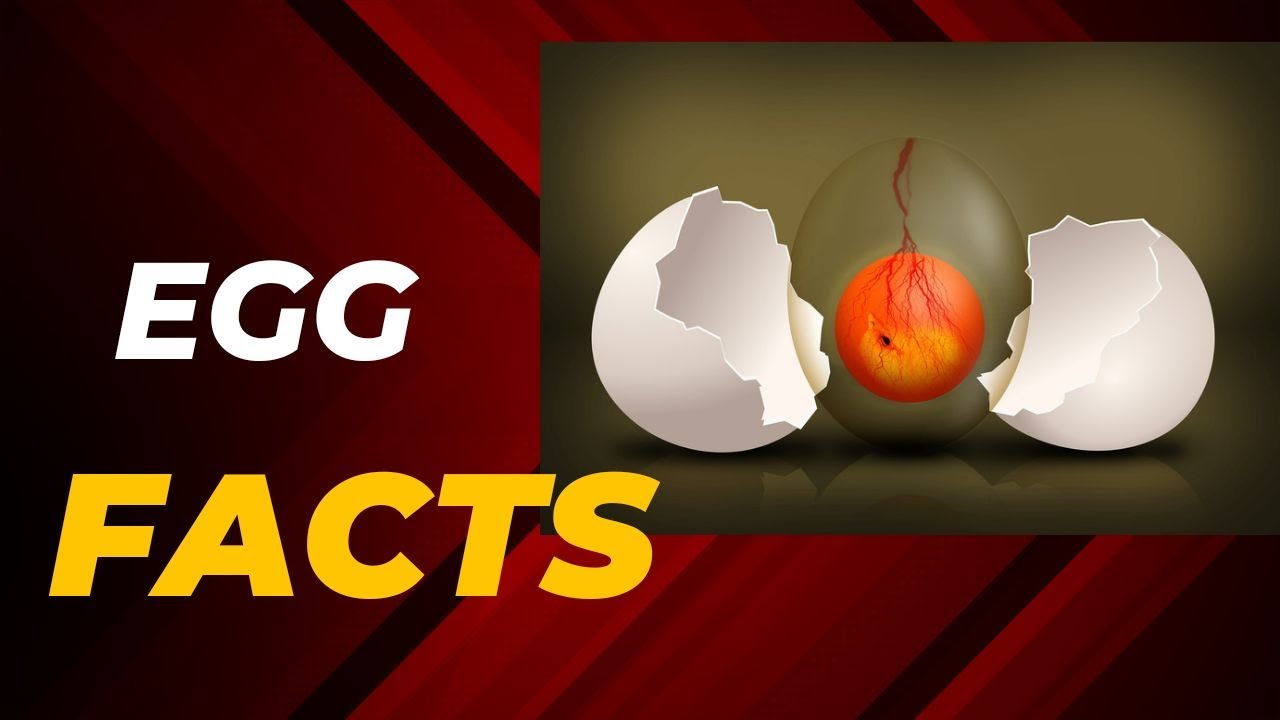 Amazing Facts About Eggs 🥚 || Types of eggs 🥚🤔 - YouTube