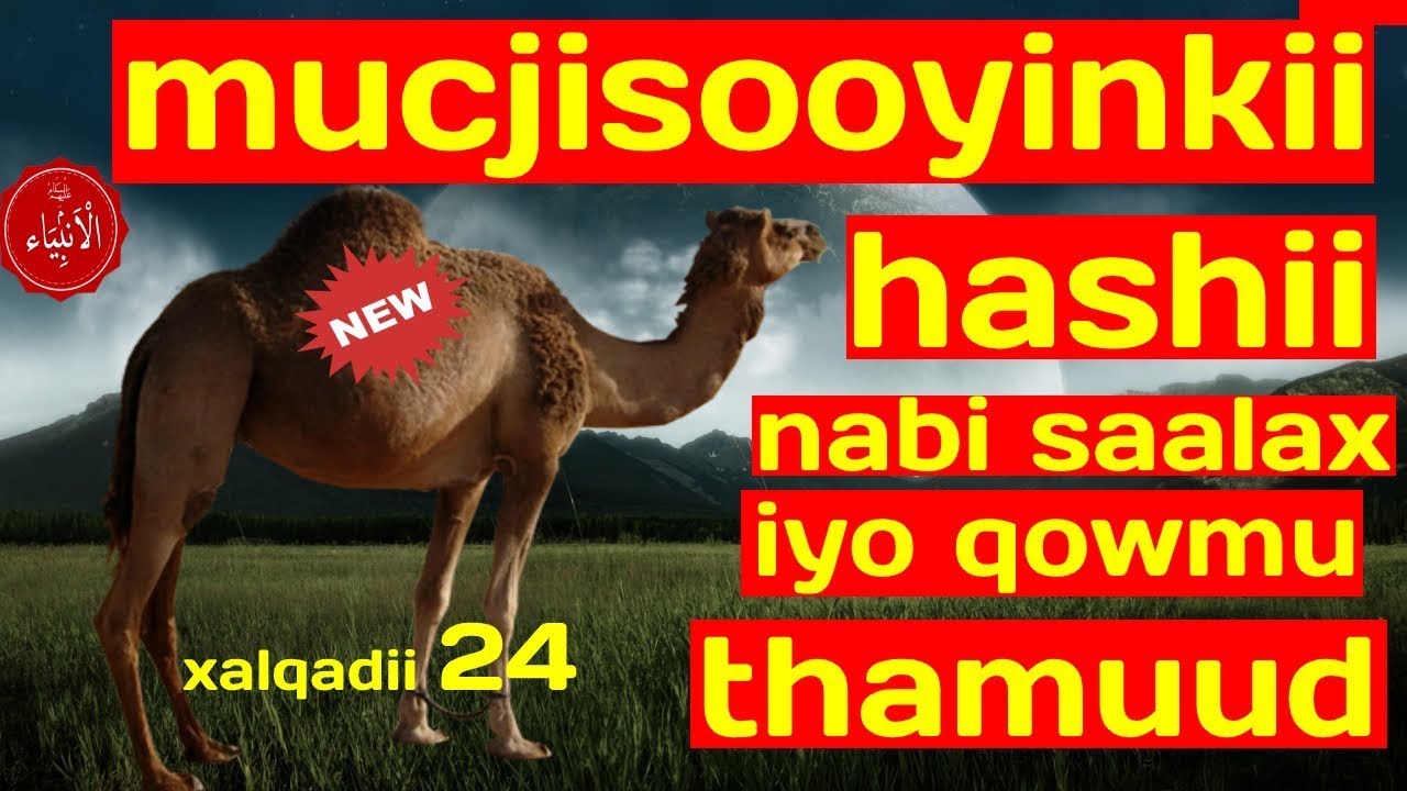 qisadii qowmu samuud iyo hashii nabi saalax CS, qisooyinka nabiyada ...