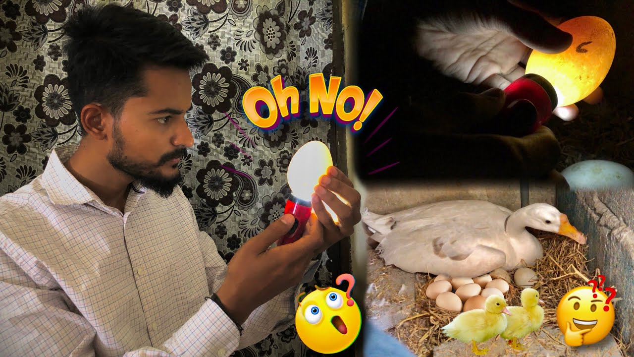 Duck K Eggs Candle Karey Sirf Ek Egg Sahi Nikla ☹️ - YouTube