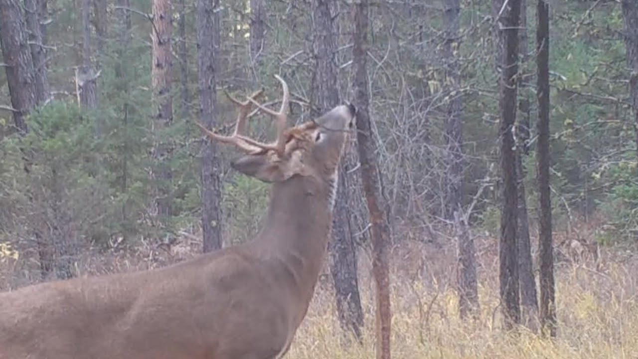 Whitetail Buck Activity At Antler Rub Montana Nov 2024 - YouTube