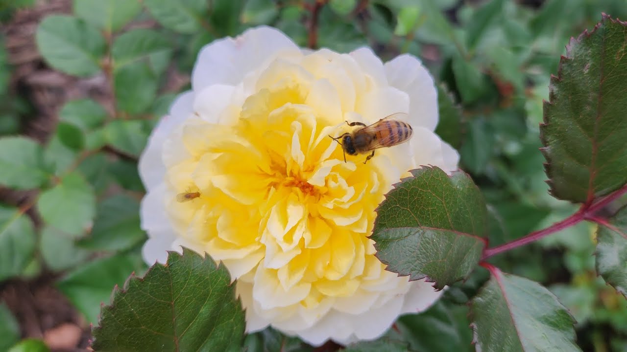 fall Beautiful DA rose flowers garden blooming 大卫奥斯汀玫瑰开放 - YouTube