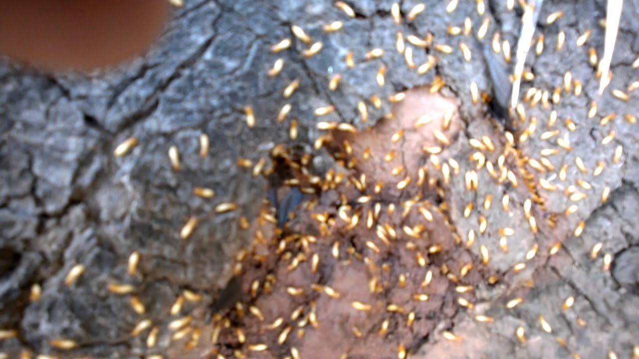 Termite Alates 02 - YouTube