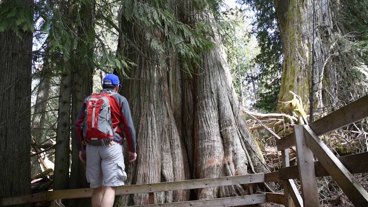 EXPLORING ANCIENT FOREST BC.CANADA - YouTube