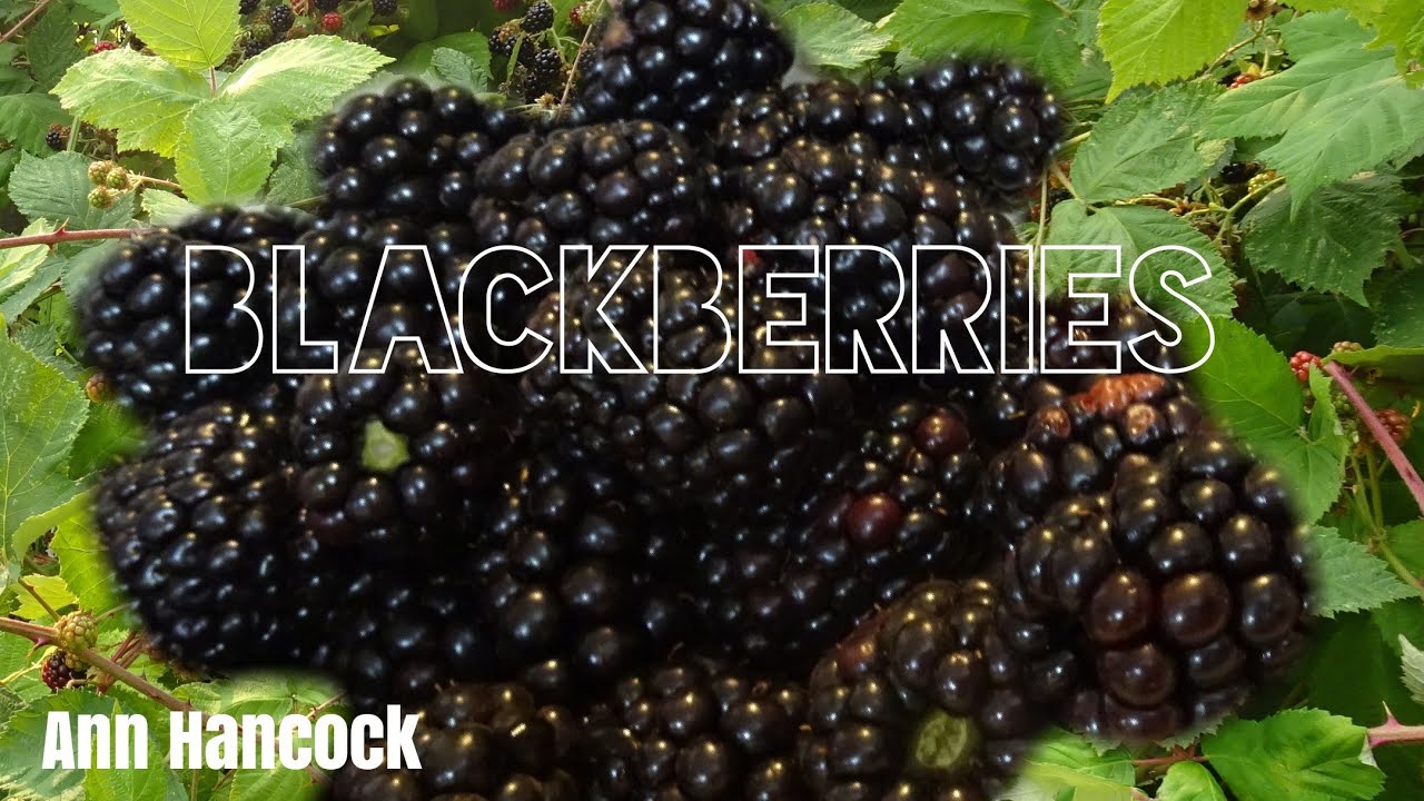 ไปเก็บ Blackberries (แบร็คเบอร์รี่☺) เข้าป่าค่ะวันนี้ | Ann Hancock ...