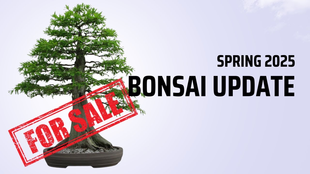 Spring 2025 tree update plus AVAILABLE TREES - YouTube