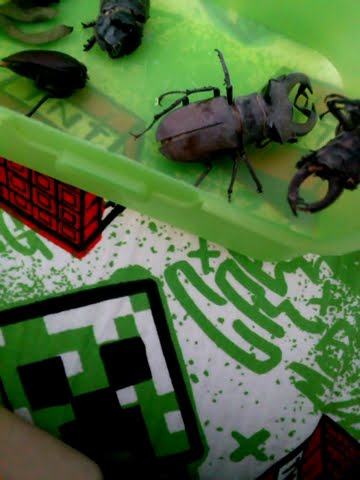 Bogarak 1 Rész😄 - YouTube