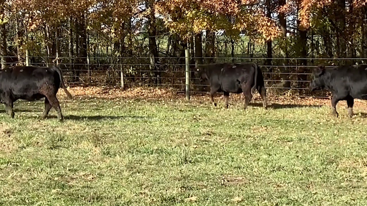 Tarter Farms - Louisville, Ohio - YouTube