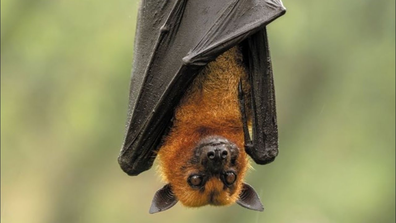 Bats at dusk | Samsung Galaxy S20 Ultra 5G | Slow Motion - YouTube