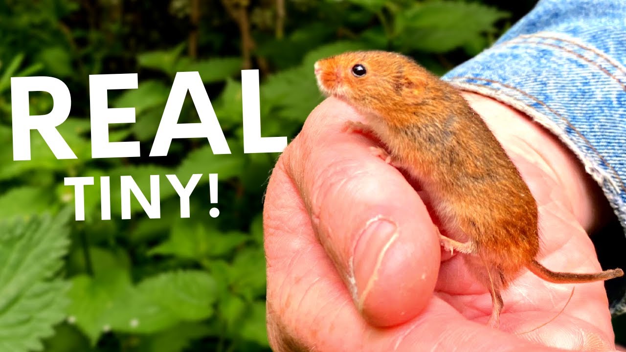 Why they released 1014 Tiny Mice to a London Park - YouTube