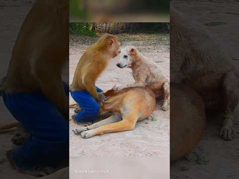 monkey meeting dog 😂|| #funnymonkey #funnydogs #monkey #dogs