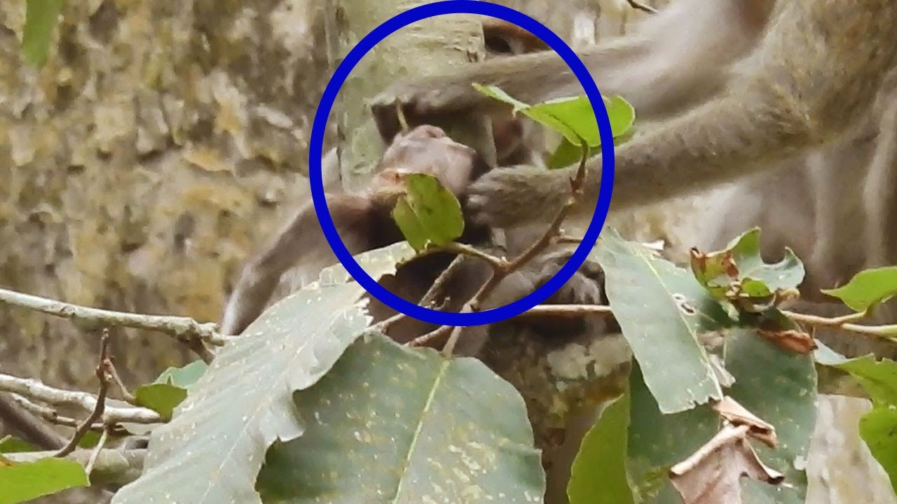 Happy Baby Forest Monkeys On Tree With Mom & all Babies - YouTube