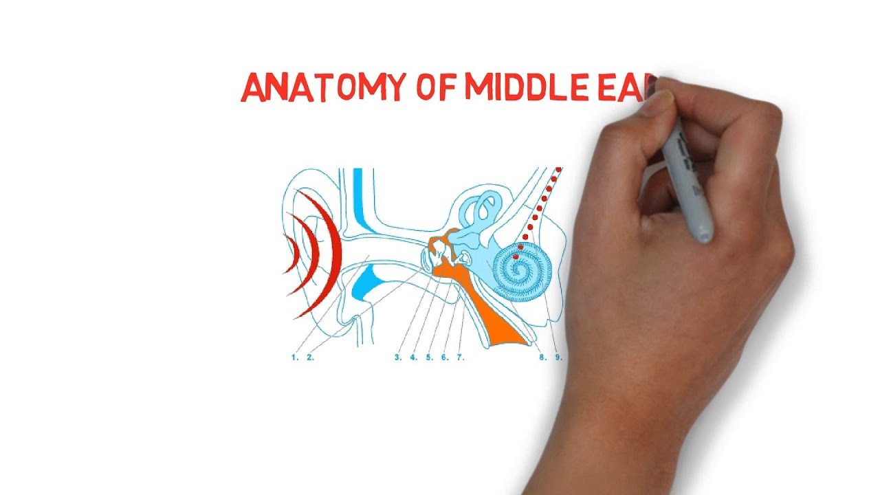 ANATOMY OF MIDDLE EAR - YouTube