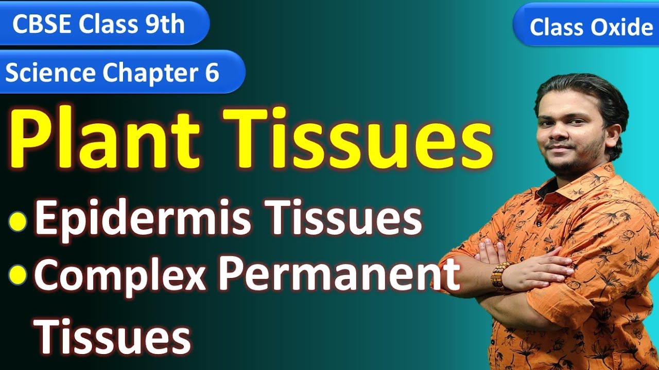 Epidermis Tissue | complex Permanent Tissues xylem and phloem | CBSE ...