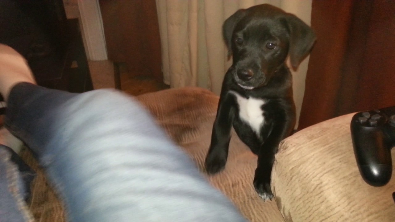 Hungry Black Lab Puppy Wants My Food - YouTube