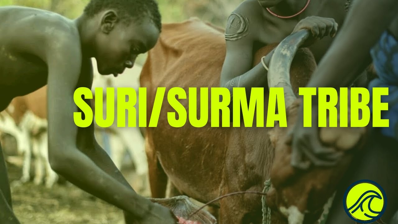 Cow blood drinking ritual in Ethiopia! Surma/Suri tribe #Ethiopia 🇪🇹 # ...