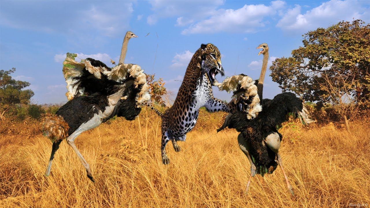 Extremely Thrilling Battle Between Leopard And Ostrich | Hyena Vs Lion ...