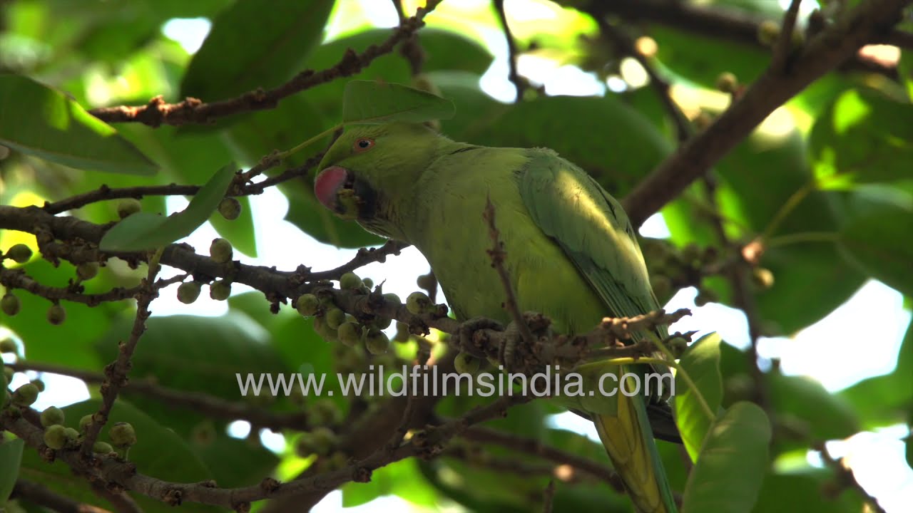 Perfect chidiya camouflage: Tota or parakeet picks raw fig with ...