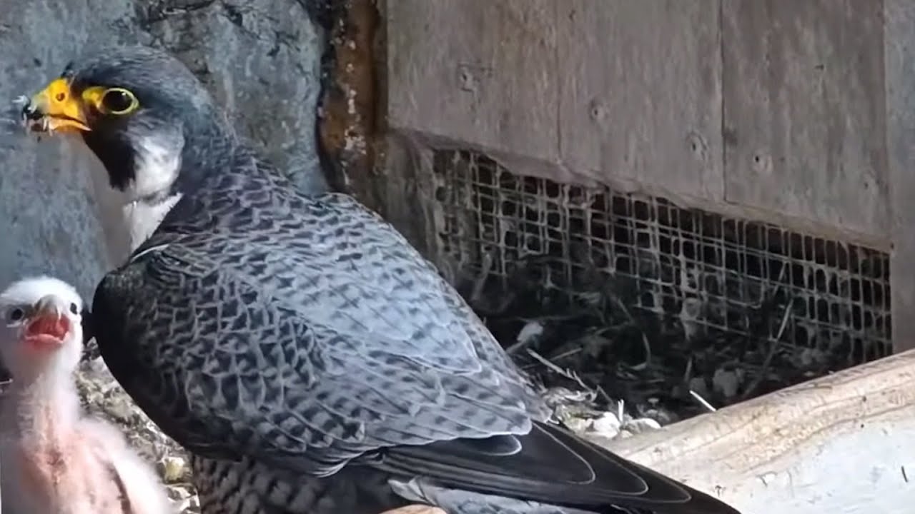 Peregrine falcon babies - YouTube