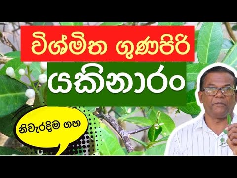 ගොඩක් අයට වරදින ඔසු පැලය | Yaki Naran | Ceylon Agri | Episode 133