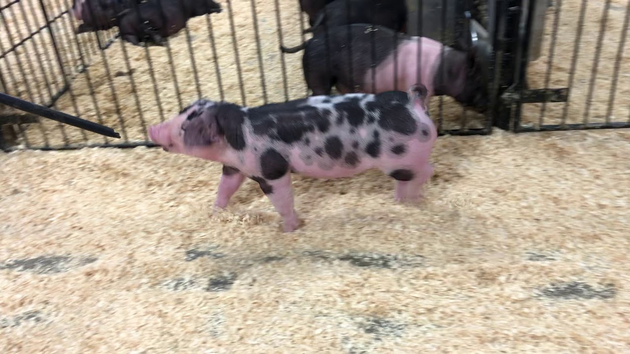 68-1 spot boar - YouTube