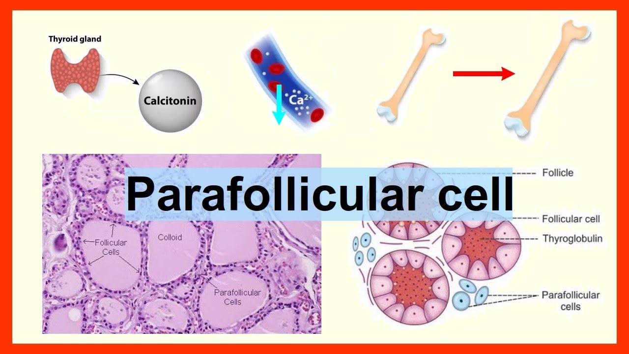 parafollicular cell - YouTube