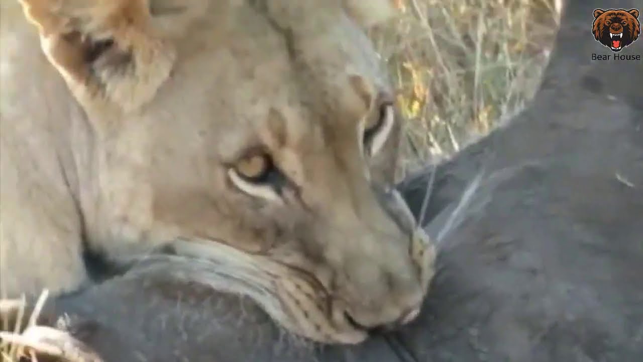 Wildlife Sex Lions Mating During A Warthog Kill Youtube