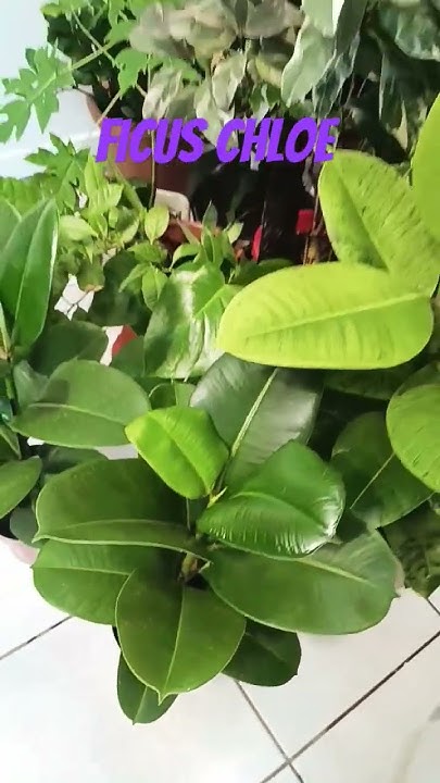 #shorts Ficus #plantas - YouTube