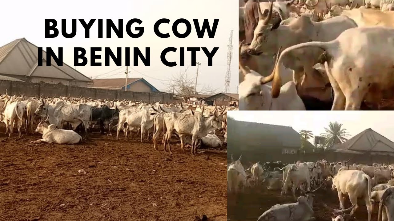 price of cow in Benin City!! buying in EDO State Nigeria - YouTube