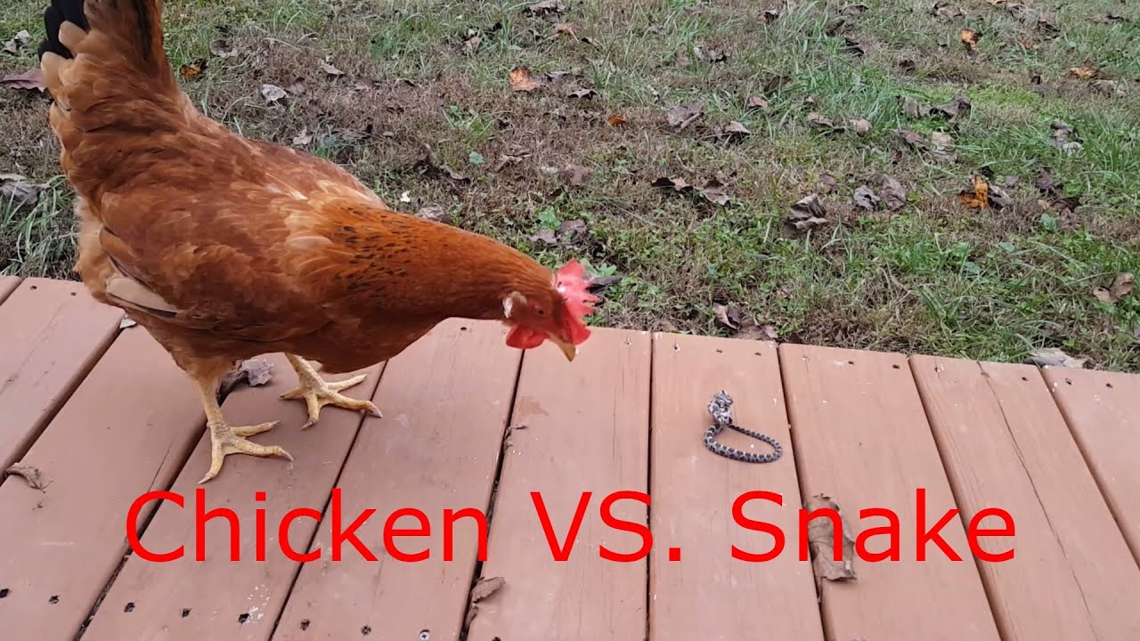 Chicken vs Snake - YouTube