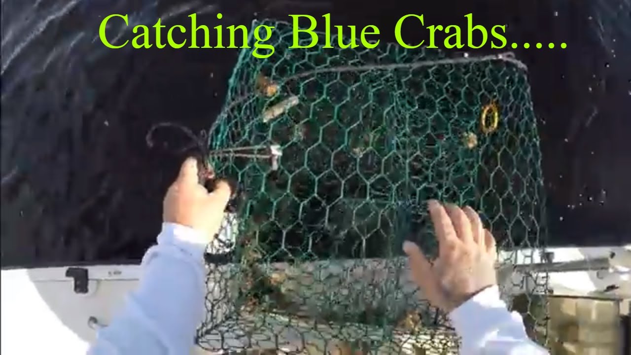 CATCHING BLUE CRABS IN DAYTONA - YouTube