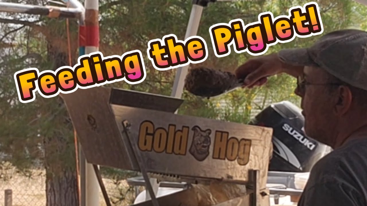What gold did we get feeding the GOLD HOG PIGLET? - YouTube