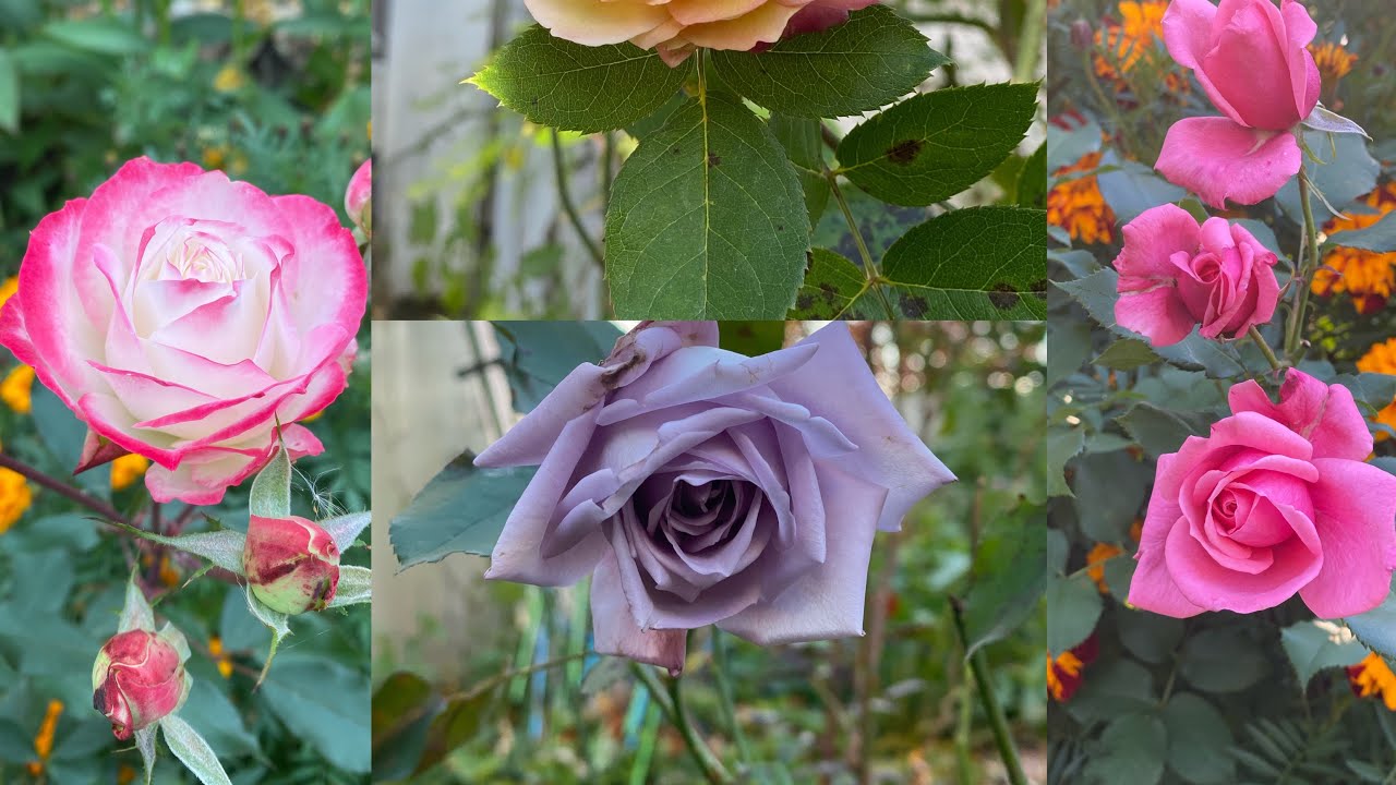 最耐寒的玫瑰非她们莫属 The most cold-resistant roses are none other than them ...