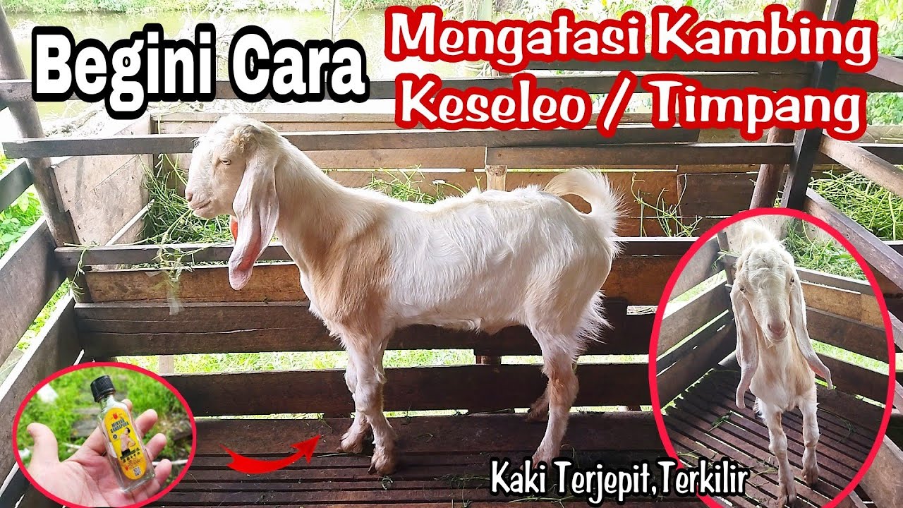 Cara Mengobati Kambing Keseleo, Terkilir / Kaki Kambing Pincang # ...