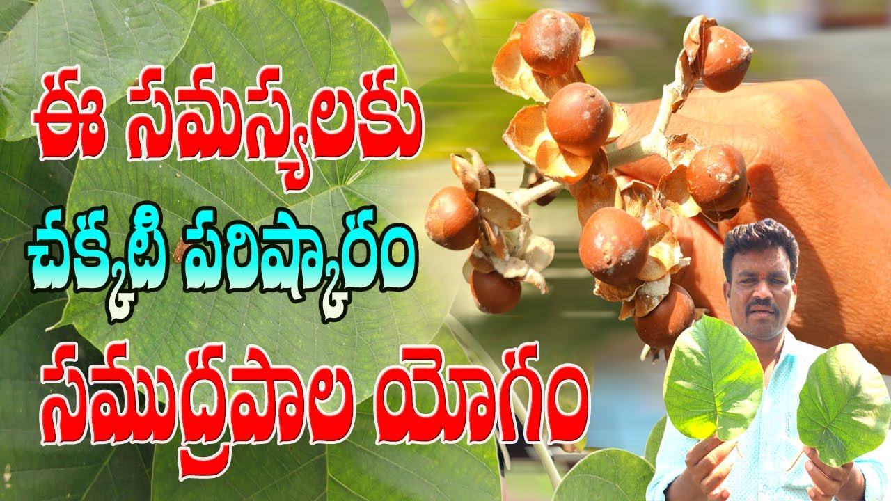 ఈ సమస్యలకు చక్కటి పరిష్కారం సముద్రపాల యోగం||Samudrapala chettu Benefits ...