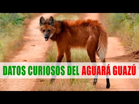 Aguará guazú, Lobo de crin, Borochi | Datos curiosos de animales - YouTube