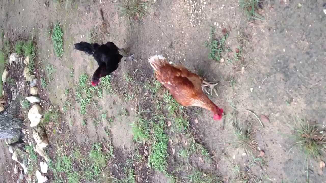 Chicken vs Centipede - YouTube