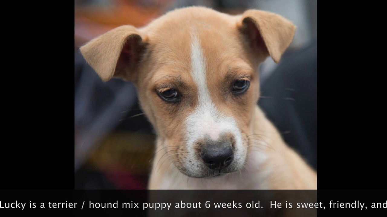 Lucky for Adoption at Ruff House Rescue NY - YouTube