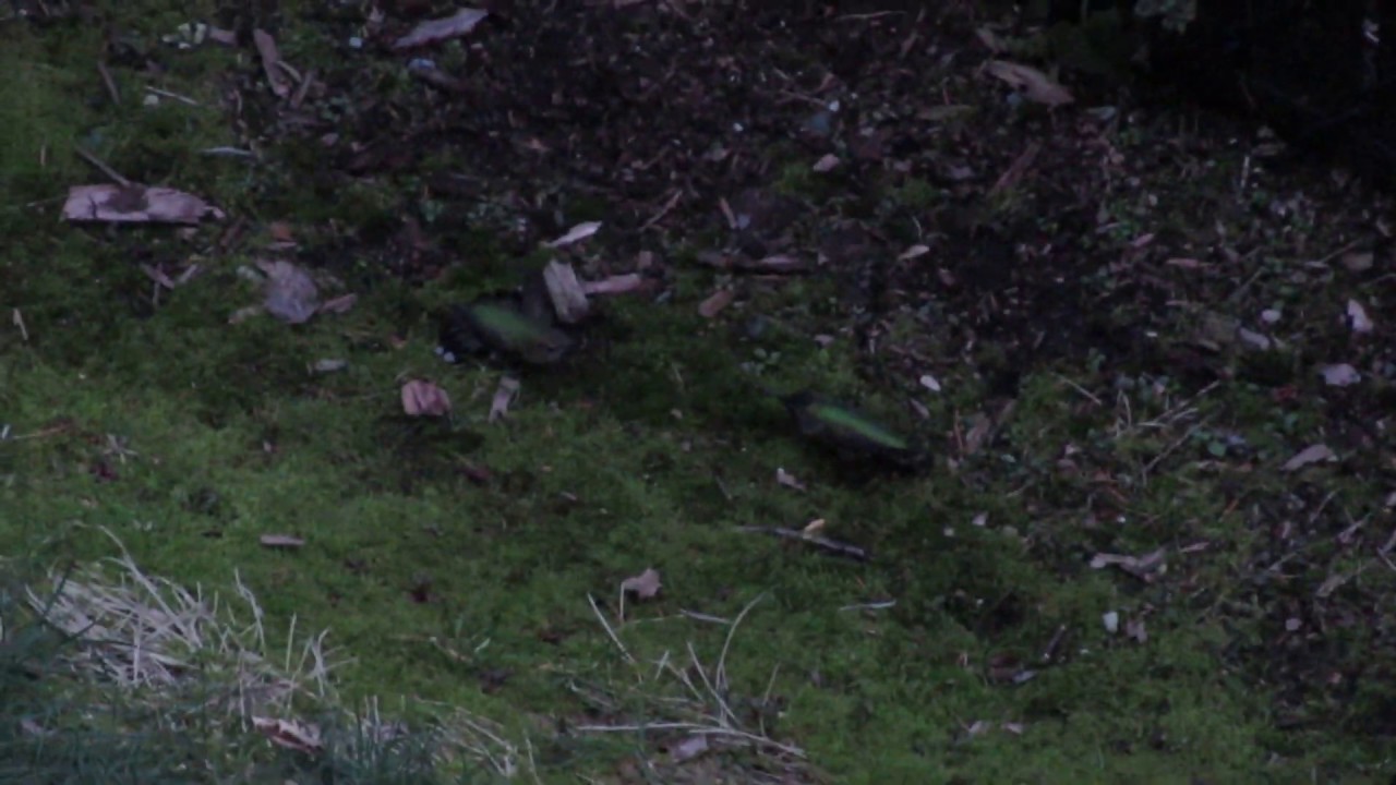 Hummingbird Mating Display on the Ground - YouTube
