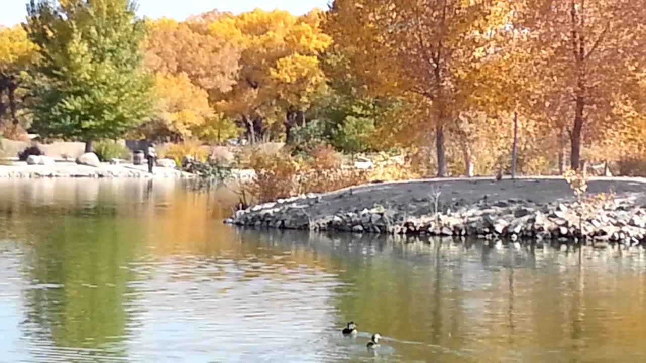 Wood Ducks At Tingley Beach, Albuquerque NM - YouTube
