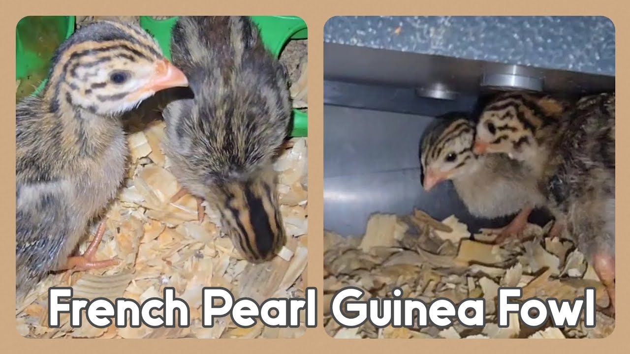 Adorable Baby French Pearl Guinea Fowl – Tiny Farm Explorers! 🐣 - YouTube