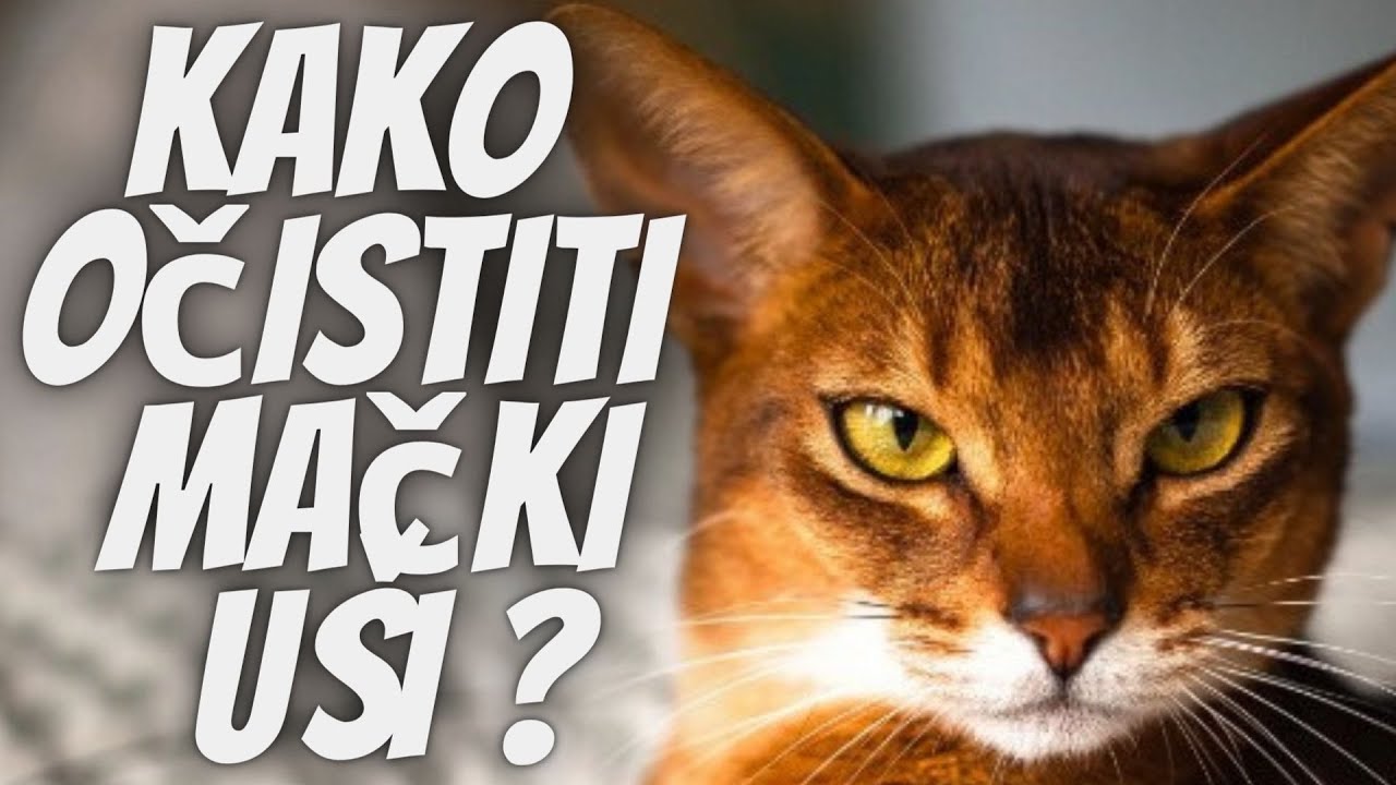 Kako Pravilno Očistiti Uši Mački - YouTube