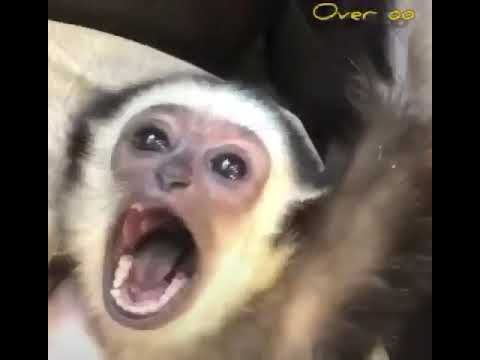 Yoruba monkey - YouTube