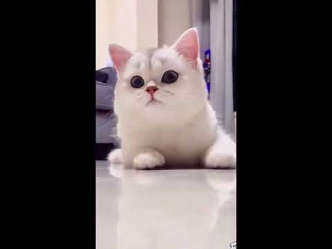Cats can also smile ❤️