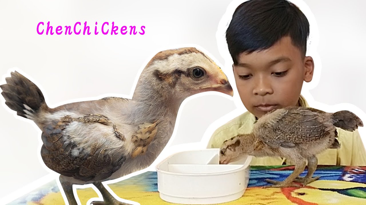 CHEN CHICKENS - YouTube