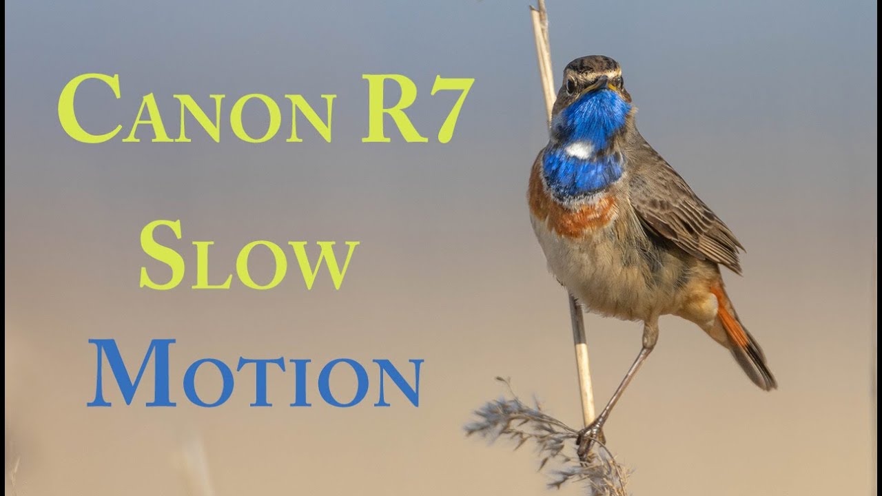 Canon R7 Slow Motion 5 - YouTube