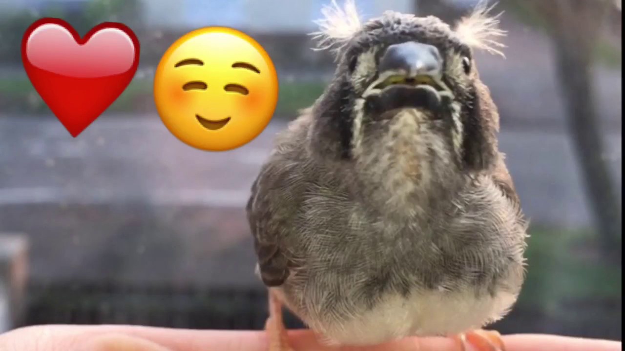 ZEBRA FINCH CHICK GROWTH! (DAYS 1-22) - YouTube