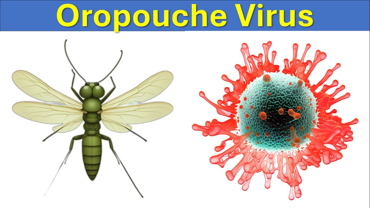 Oropouche Virus: A Vector-Borne Tropical Disease | Midges | Public ...