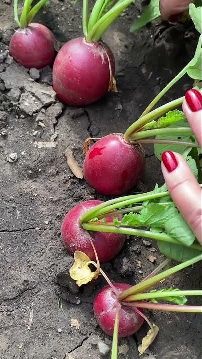 🌱Редис ДИЕГО. #shorts #редиска - YouTube