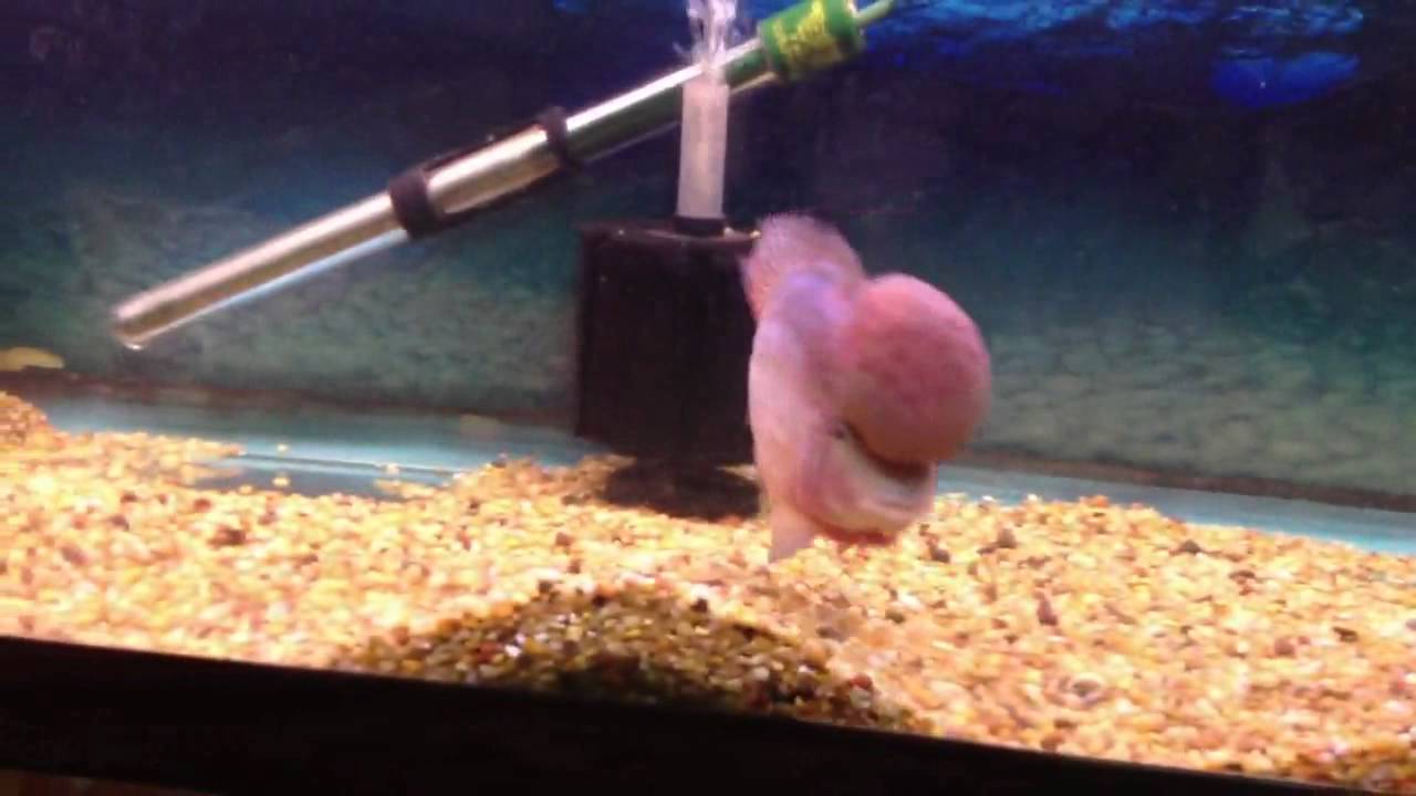 Classic Kamfa - YouTube